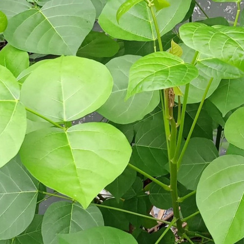 Mengapa Dadap disebut dengan Kayu Sakti - Bali The Last Paradise